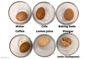 Tooth Decay Eggshells Experiment | Mombrite