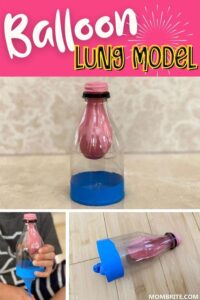 How To Make Simple Lung Model with Balloon - Mombrite