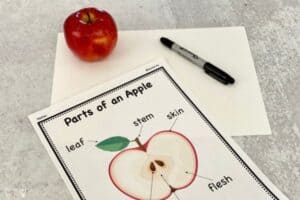 Parts of an Apple Activity [with Free Printable] | Mombrite