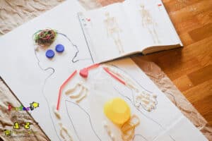 23 Fun Experiments and Activates to Teach Kids Human Body Anatomy