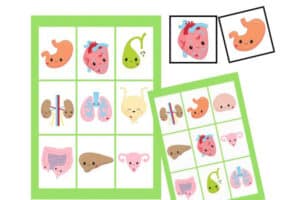 23 Fun Experiments and Activates to Teach Kids Human Body Anatomy