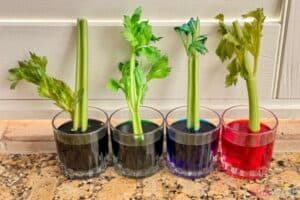 Celery and Food Coloring Science Experiment | Mombrite