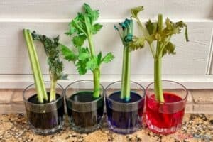 Celery and Food Coloring Science Experiment | Mombrite