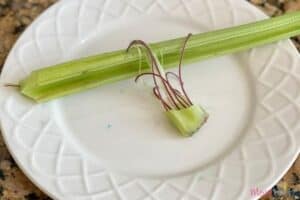 Celery and Food Coloring Science Experiment | Mombrite