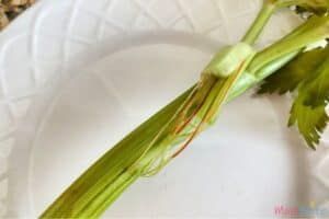 Celery and Food Coloring Science Experiment (Easy Plant Activity ...