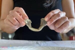 Bone in Vinegar Science Experiment | Mombrite