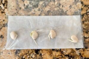 Growing Beans in a Bag: Seed Germination Experiment - Mombrite