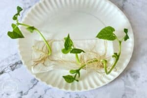 Growing Beans in a Bag: Seed Germination Experiment | Mombrite