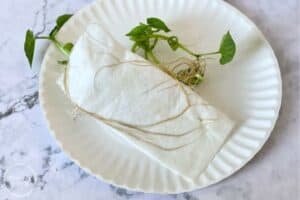 Growing Beans in a Bag: Seed Germination Experiment - Mombrite