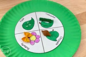 Paper Plate Butterfly Life Cycle Craft [Free Template] | Mombrite