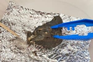 Owl Pellet Dissection Activity [Free Printable Worksheets] | Mombrite