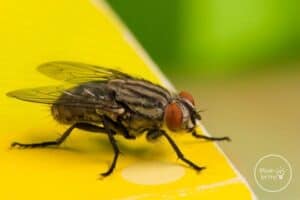 Life Cycle of a Fly (Free Printable Worksheets) - Mombrite