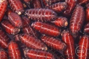 Life Cycle of a Fly (Free Printable Worksheets) | Mombrite