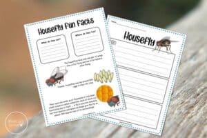 Life Cycle of a Fly (Free Printable Worksheets) | Mombrite