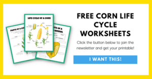 Life Cycle of Corn [Free Printable Worksheets] | Mombrite