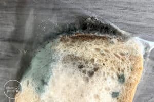 Moldy Bread Experiment - What Makes Mold Grow? | Mombrite