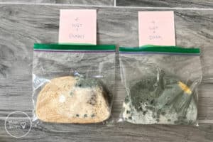 Moldy Bread Experiment - What Makes Mold Grow? | Mombrite