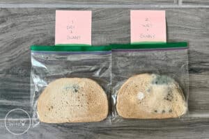 Moldy Bread Experiment - What Makes Mold Grow? | Mombrite