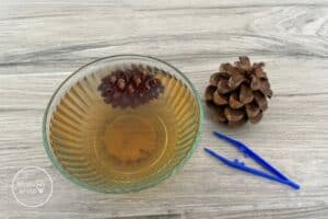 Pine Cone Experiment: What Happens When You Put Pine Cones in Water ...