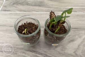 Do Seeds Need Light to Germinate - Plant Experiment | Mombrite