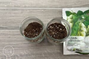 Do Seeds Need Light to Germinate - Plant Experiment | Mombrite