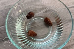 Pine Cone Experiment: What Happens When You Put Pine Cones in Water? | Mombrite