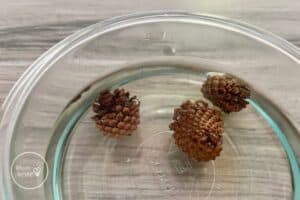 Pine Cone Experiment: What Happens When You Put Pine Cones in Water? | Mombrite