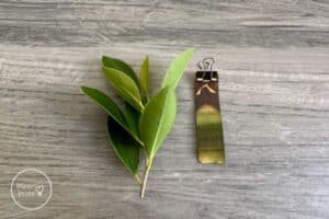 Leaf Chromatography Experiment: Why Do Leaves Change Colors? | Mombrite