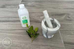 Leaf Chromatography Experiment: Why Do Leaves Change Colors? | Mombrite