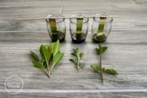 Leaf Chromatography Experiment: Why Do Leaves Change Colors? | Mombrite