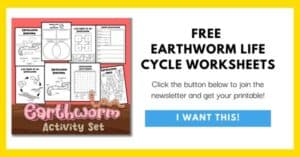 Life Cycle of an Earthworm [Free Worksheets] | Mombrite
