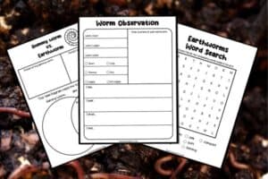Life Cycle of an Earthworm [Free Worksheets] | Mombrite