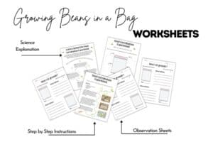 Growing Beans in a Bag: Seed Germination Experiment | Mombrite